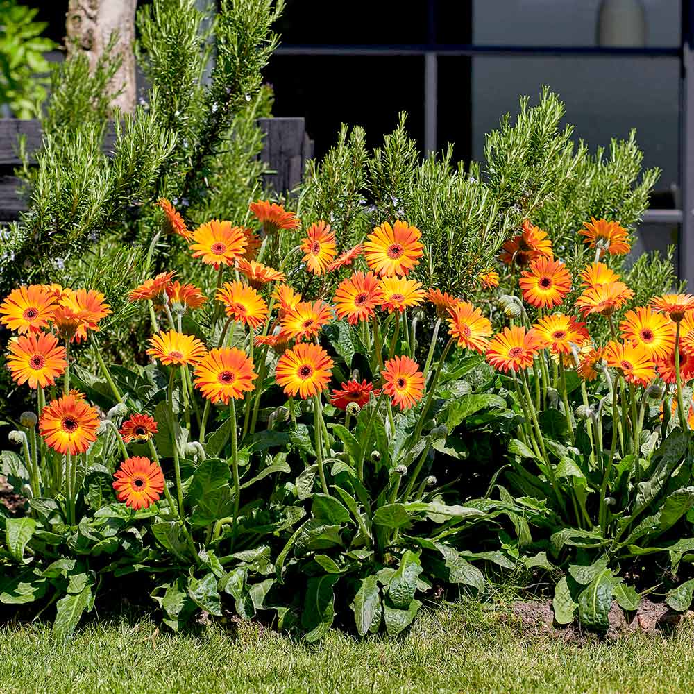 Gerbera Garvinea Plant - Sweet Sunset | Suttons