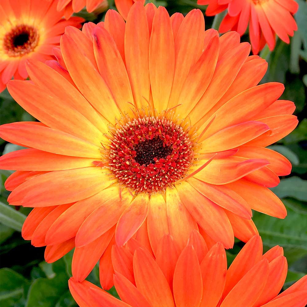 Gerbera 'Sweet Sunset' | Suttons