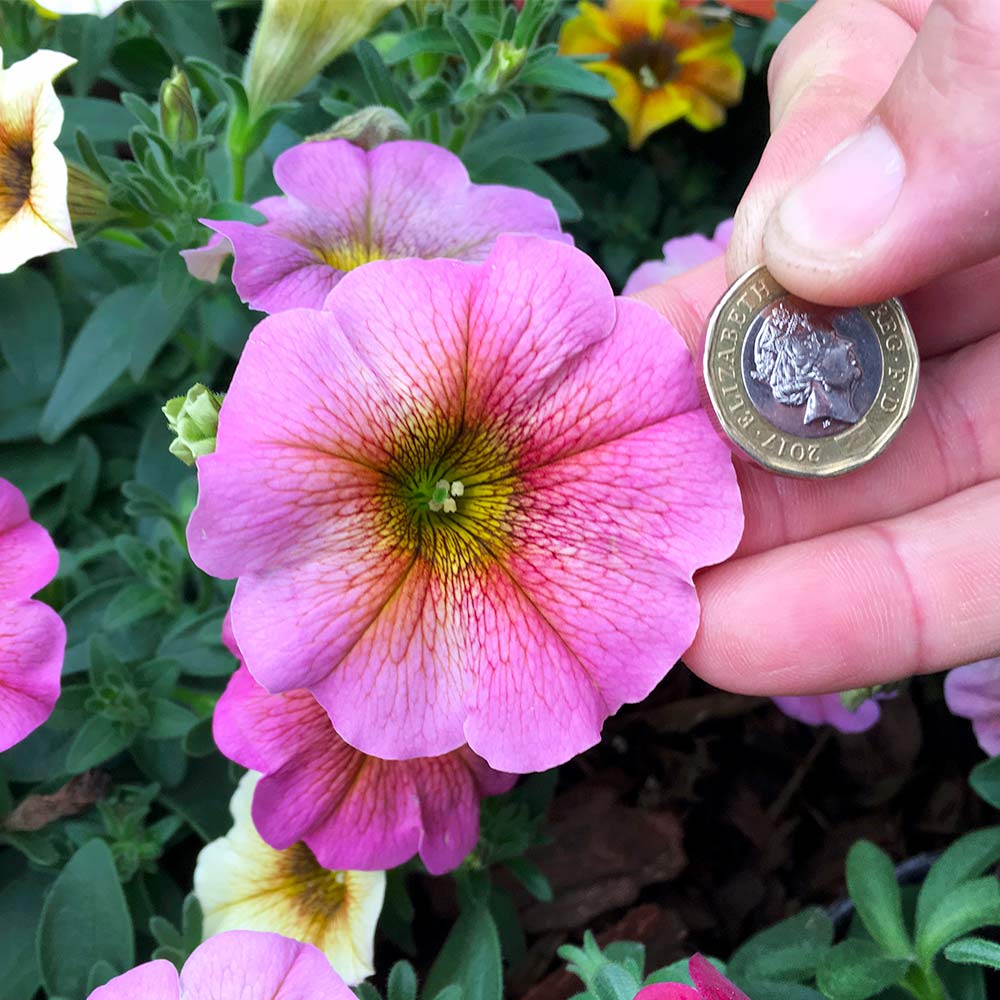 Super Petunia (Beautical) Plants - Sunray Pink | Suttons