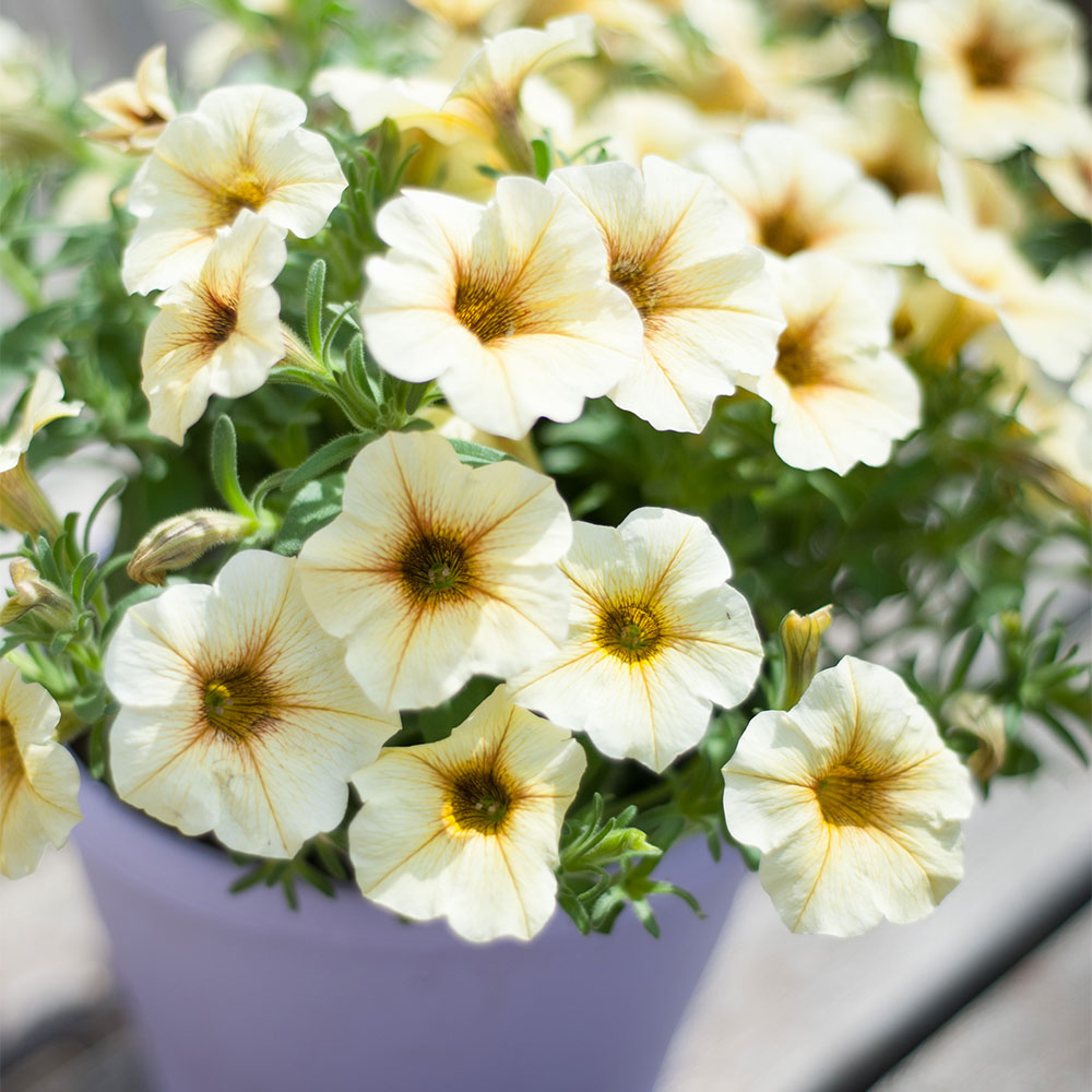 Super Petunia (Beautical) Plants - French Vanilla | Suttons