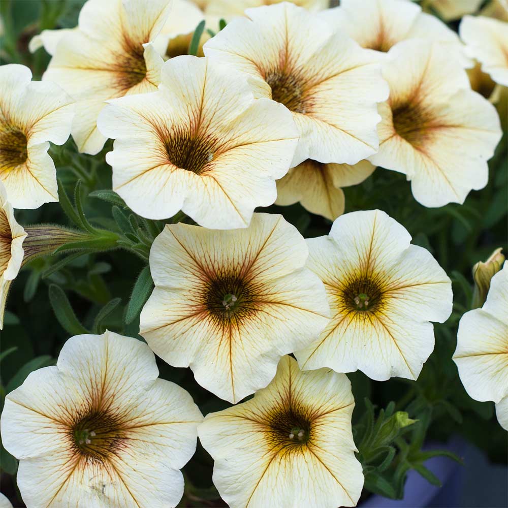Super Petunia (Beautical) Plants - French Vanilla | Suttons