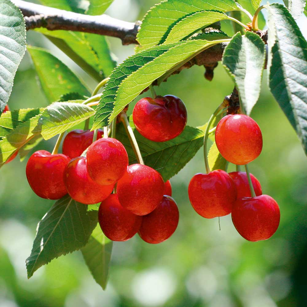 Cherry 'Summer Sun' | Suttons