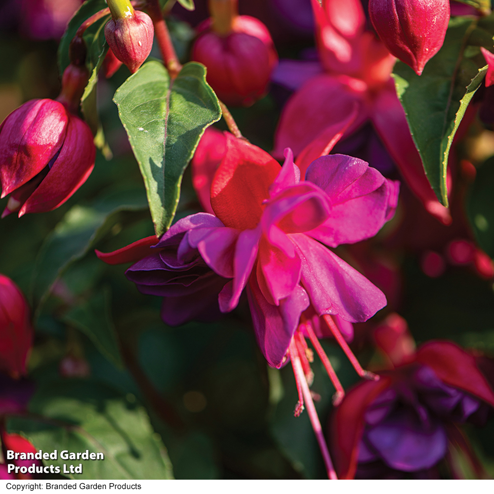 Fuchsia 'Patio Dancers Jive'