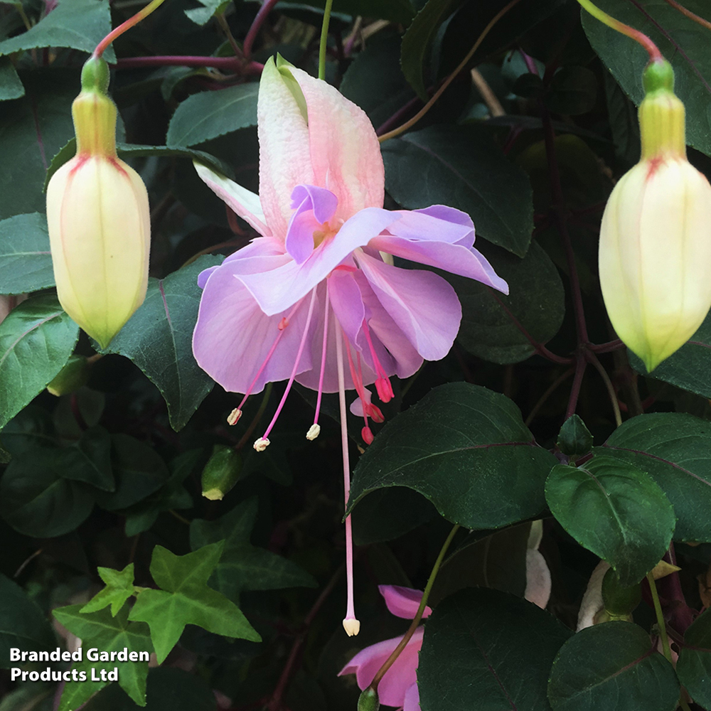 Fuchsia 'Holly's Beauty' | Suttons