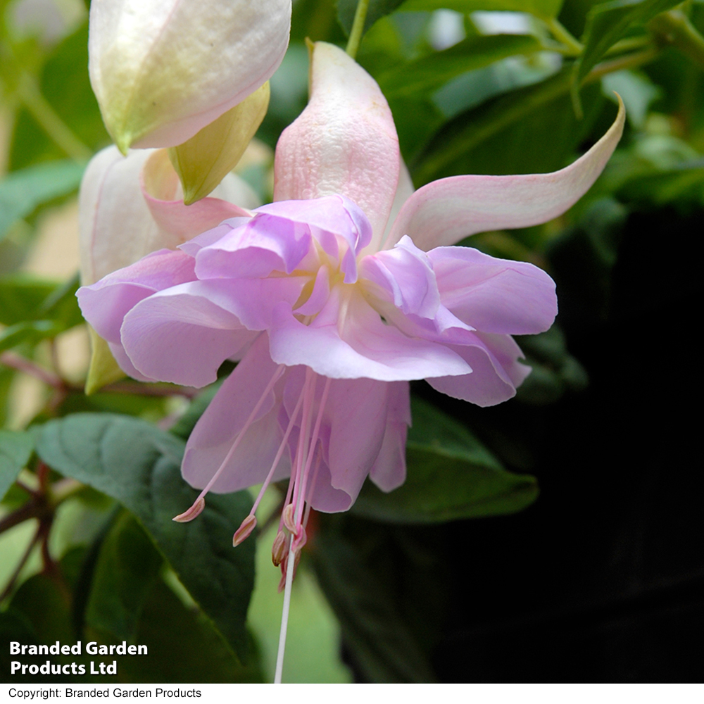 Fuchsia 'Holly's Beauty' | Suttons