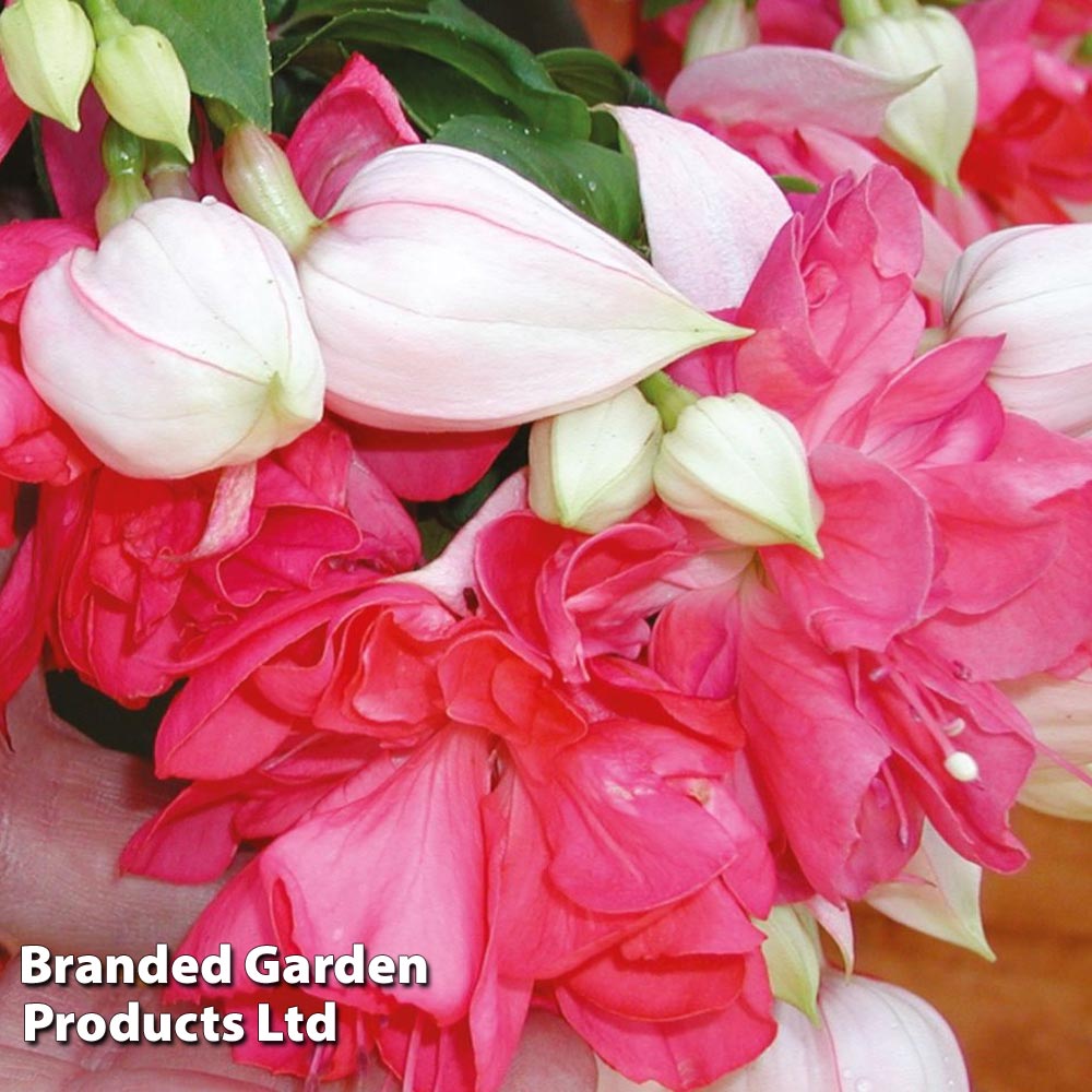Fuchsia 'Peachy' (Giant Trailing) | Suttons