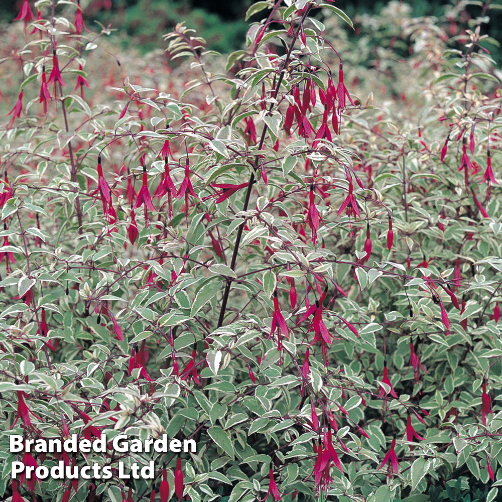 Fuchsia magellanica 'Versicolor' | Suttons