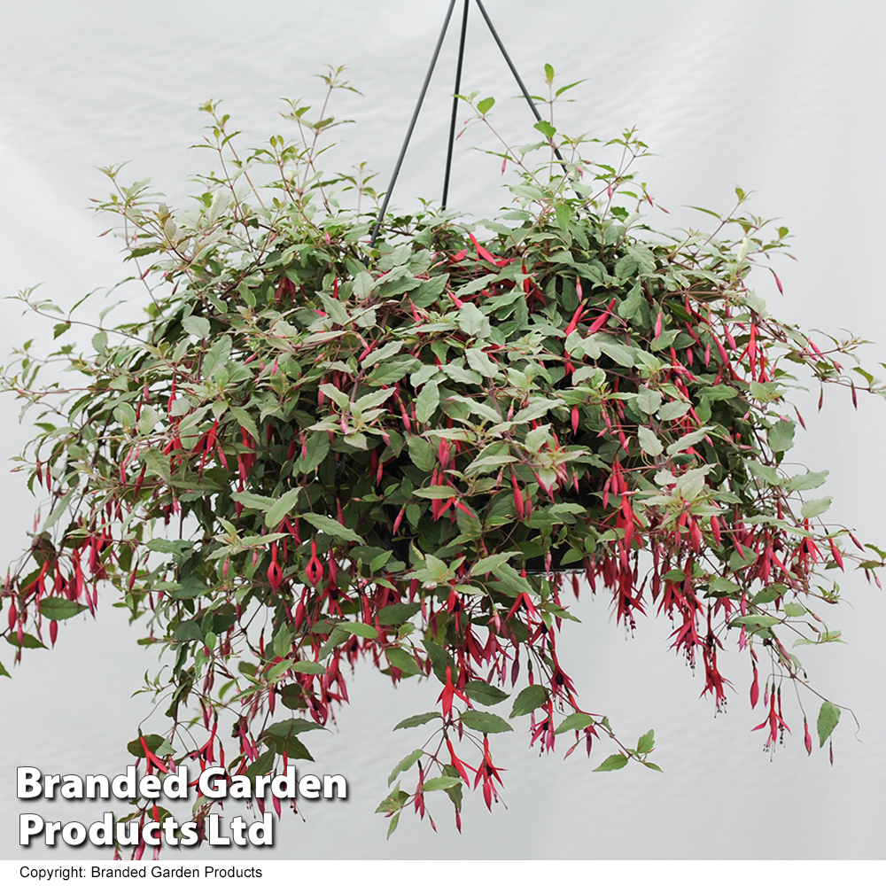 Fuchsia magellanica 'Versicolor' | Suttons