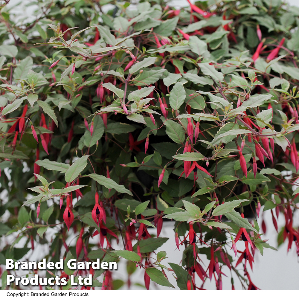 Fuchsia magellanica 'Versicolor' | Suttons