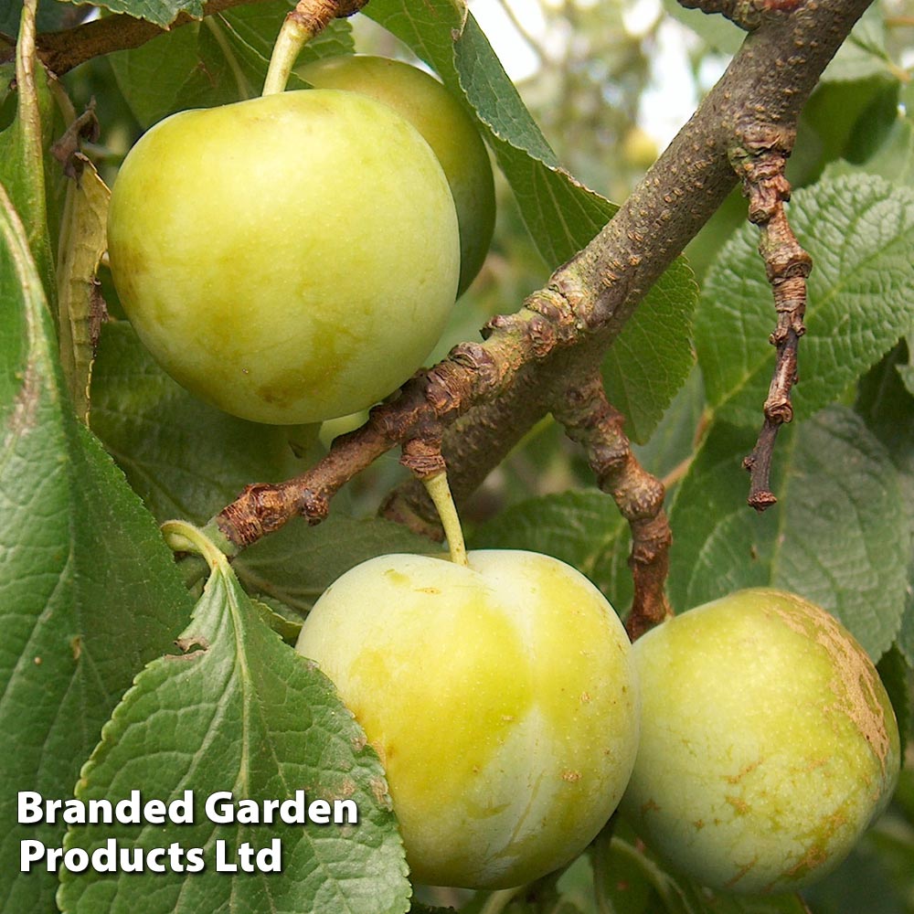 Gage 'Oullins Gage' (Organic) | Suttons