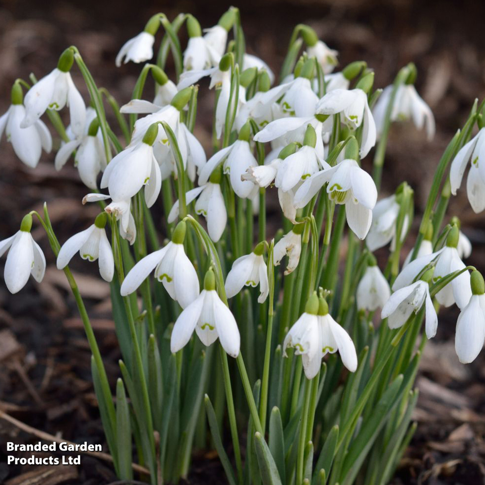 Single Snowdrops - Gift | Suttons