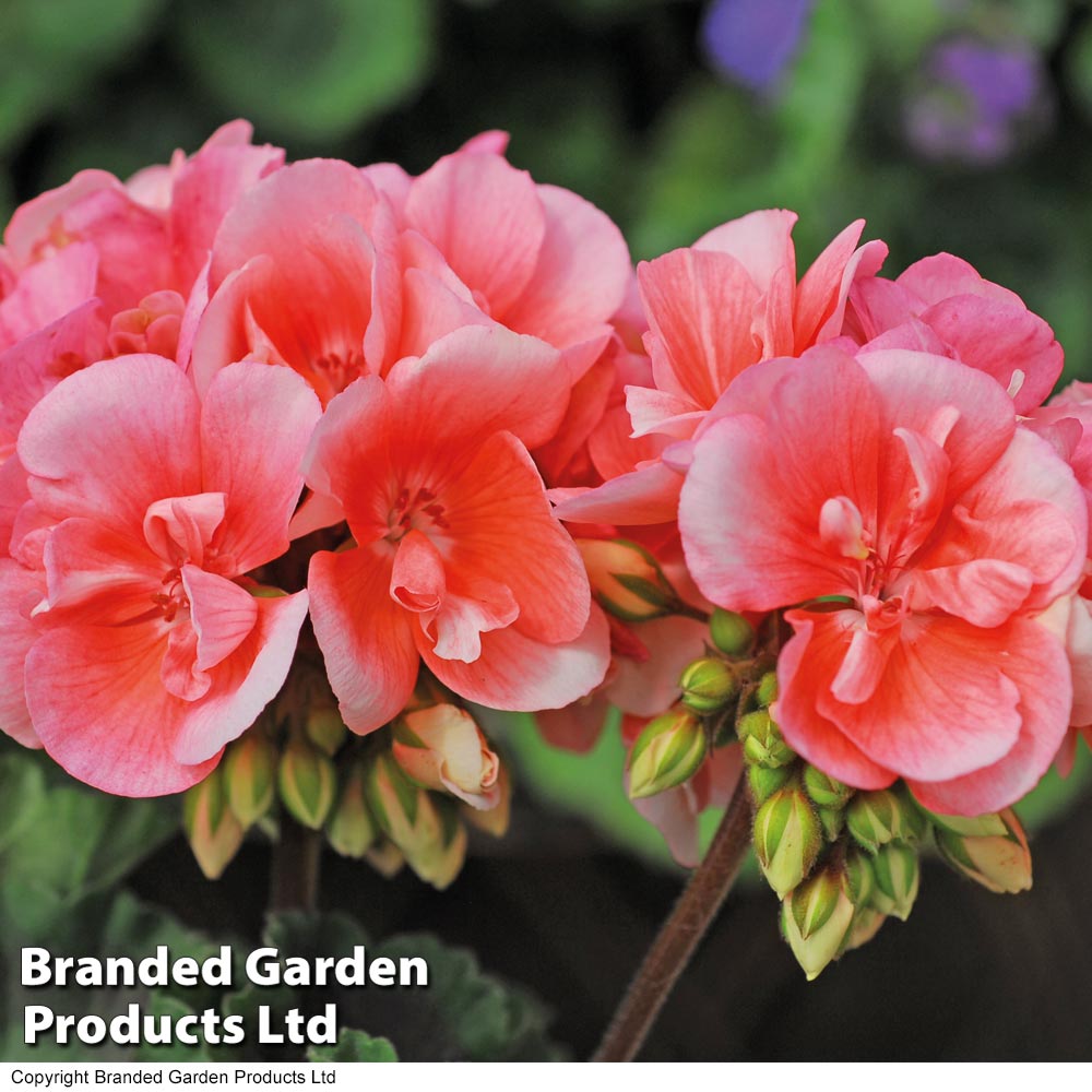 Geranium Giants Collection | Suttons
