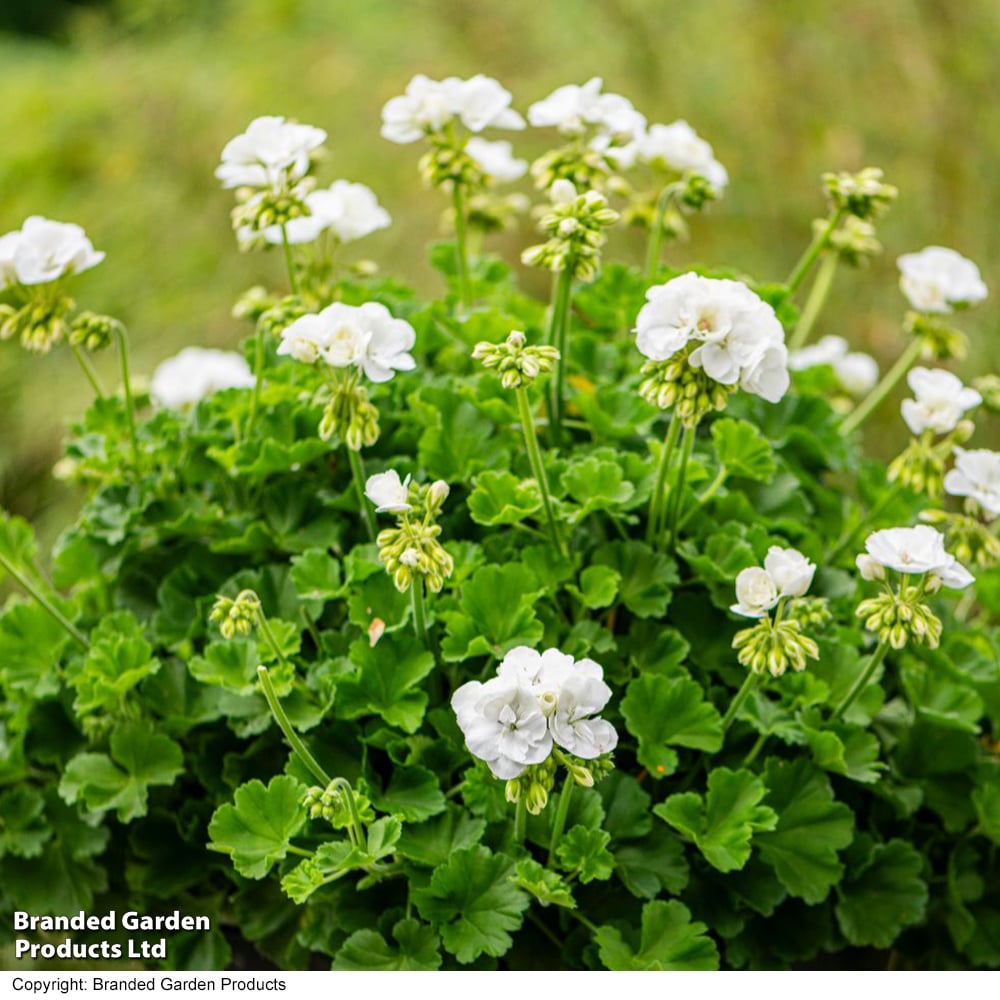Geranium 'Grandeur® Classic White'