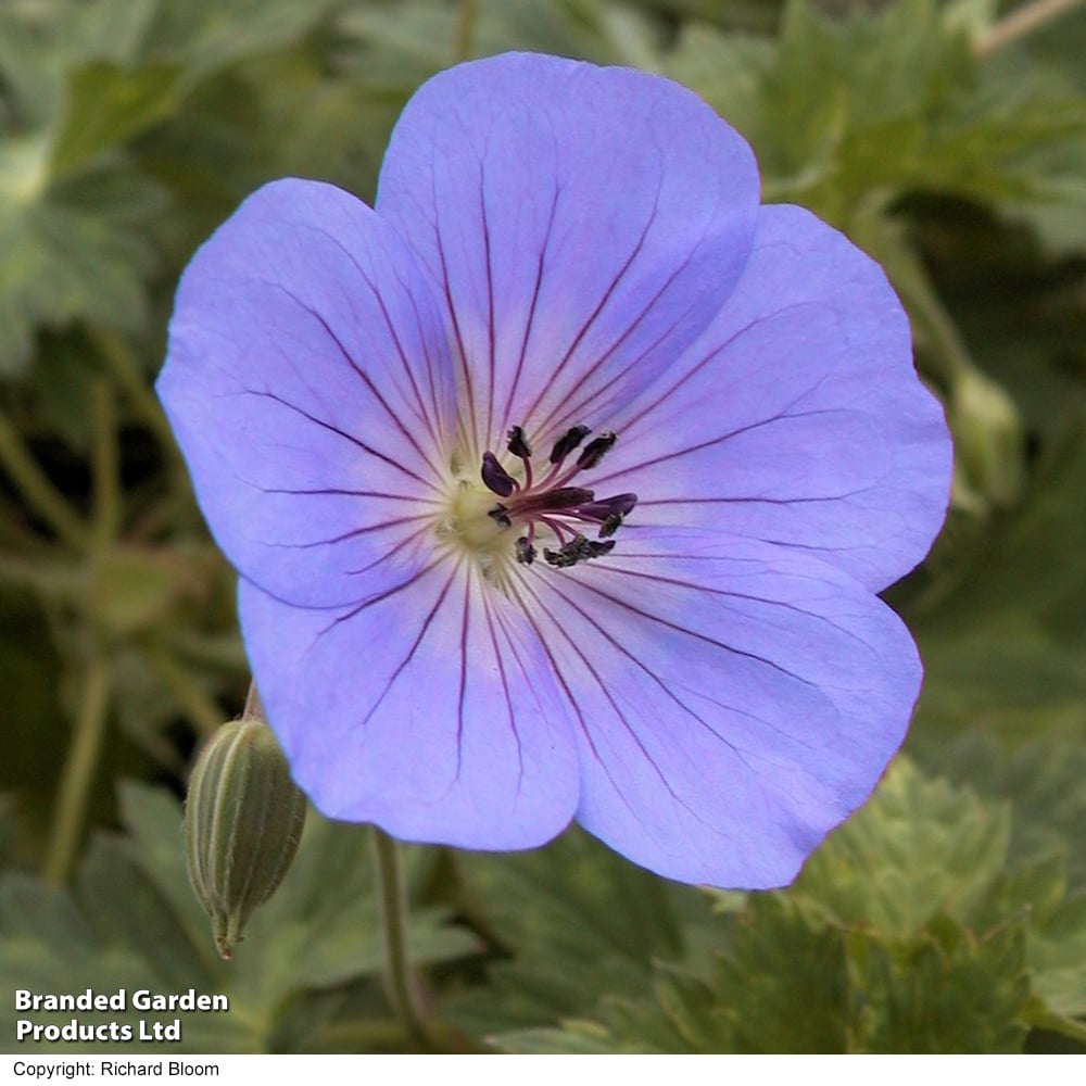 Geranium 'Rozanne'