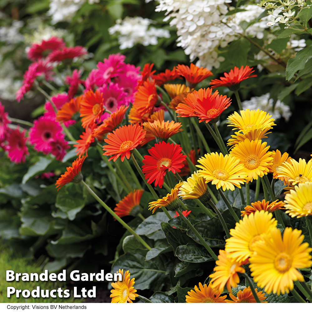 Gerbera garvinea 'Sweet Collection' | Suttons
