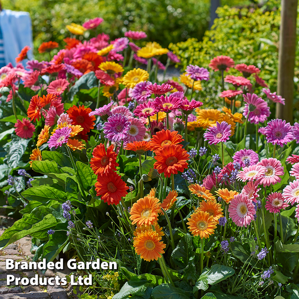 Gerbera Hardy Sweet Collection | Suttons