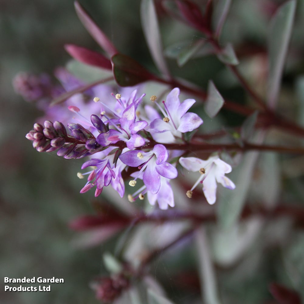 Hebe 'Caledonia'