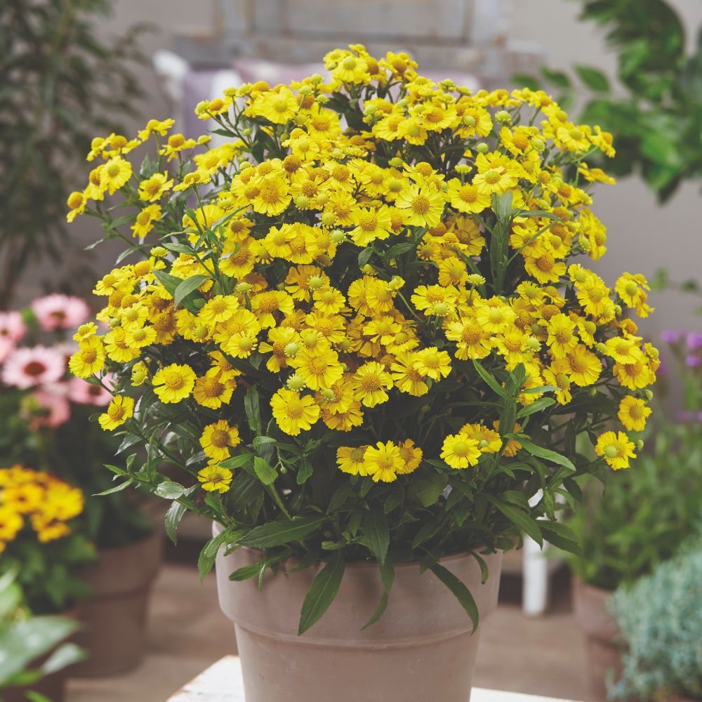 Helenium Sundae Duo | Suttons
