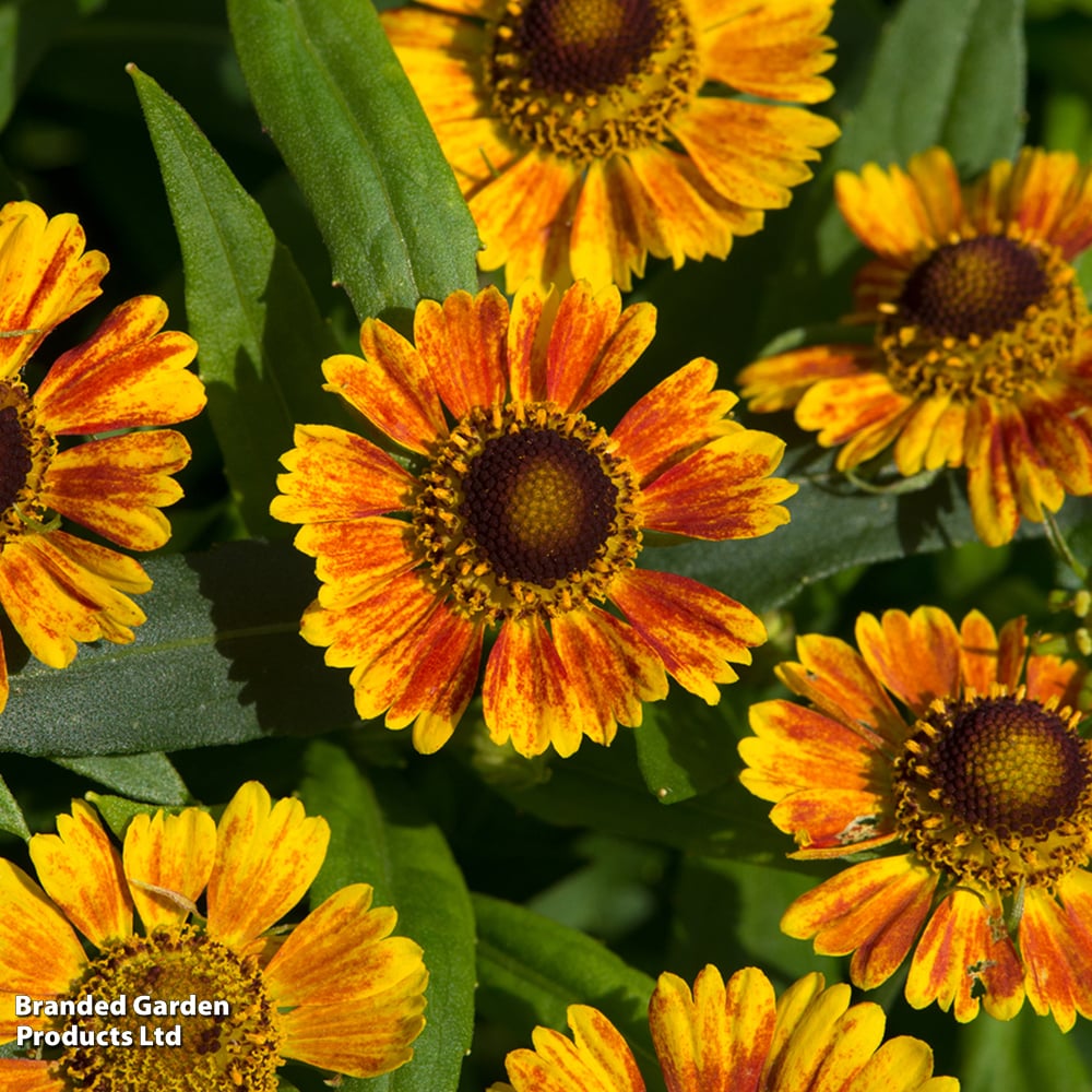Helenium autumnale 'Salud Embers (Balsaluemb)'