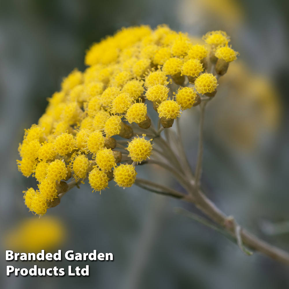 Helichrysum angustifolium | Suttons