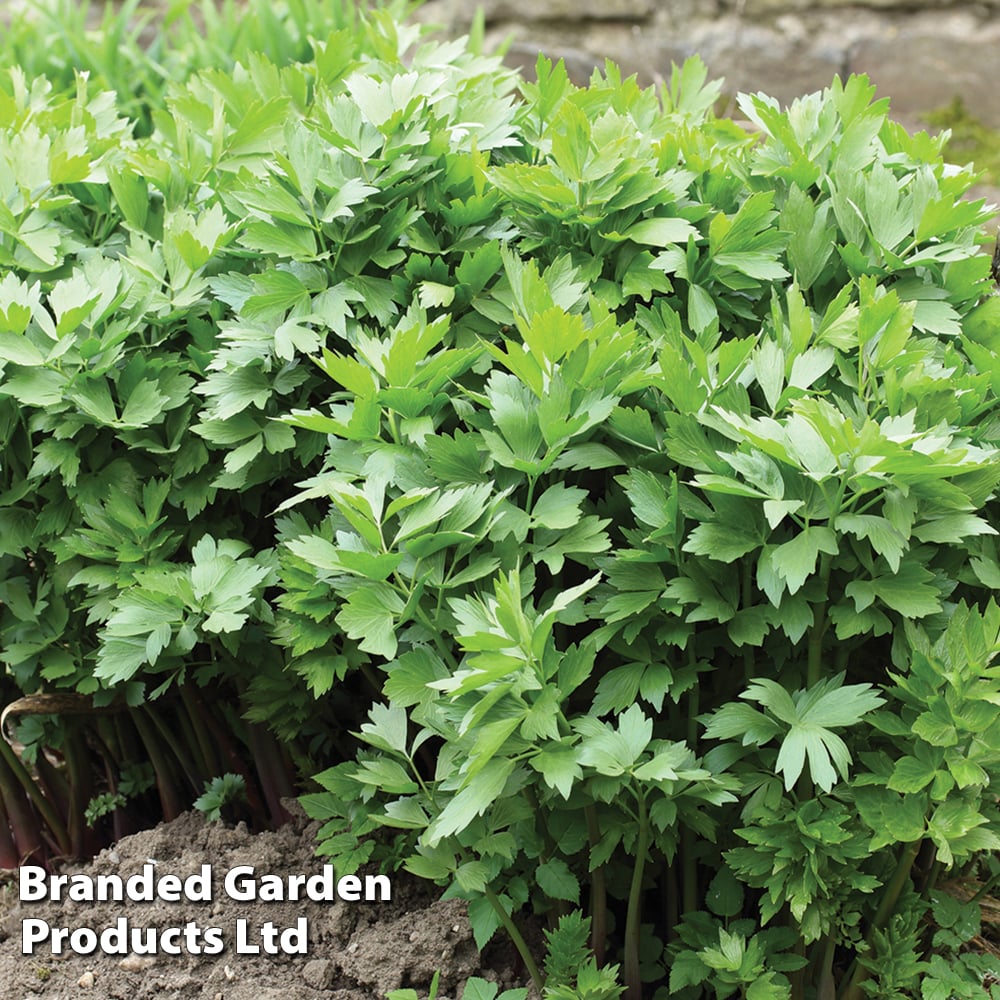 Lovage | Suttons