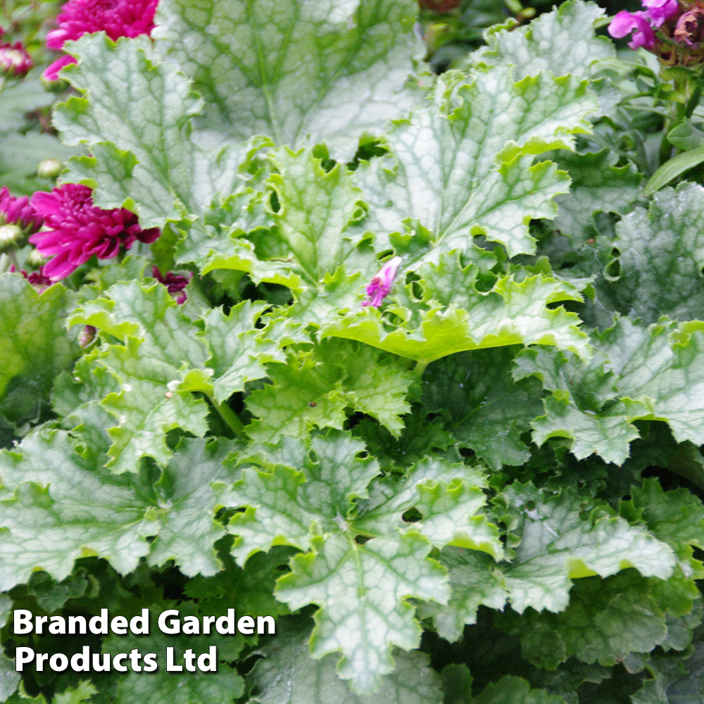Heuchera 'Lime Swizzle' | Suttons