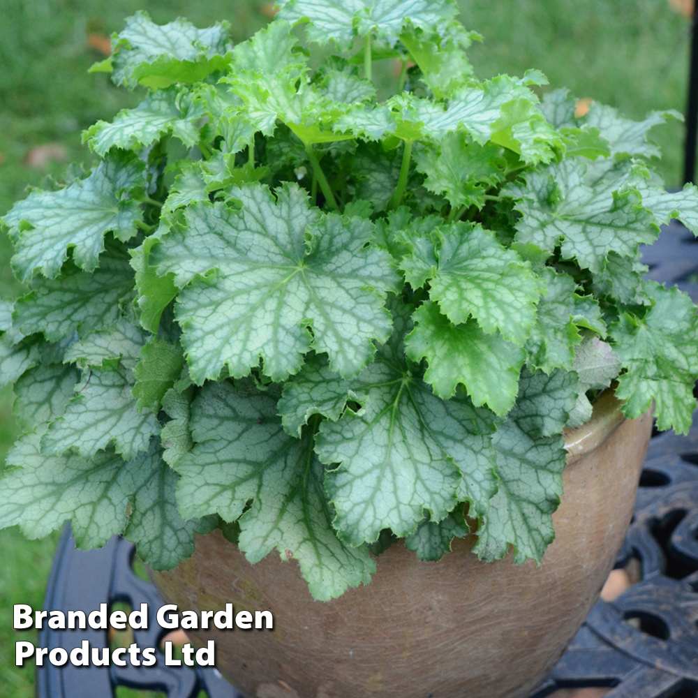 Heuchera 'Lime Swizzle' | Suttons