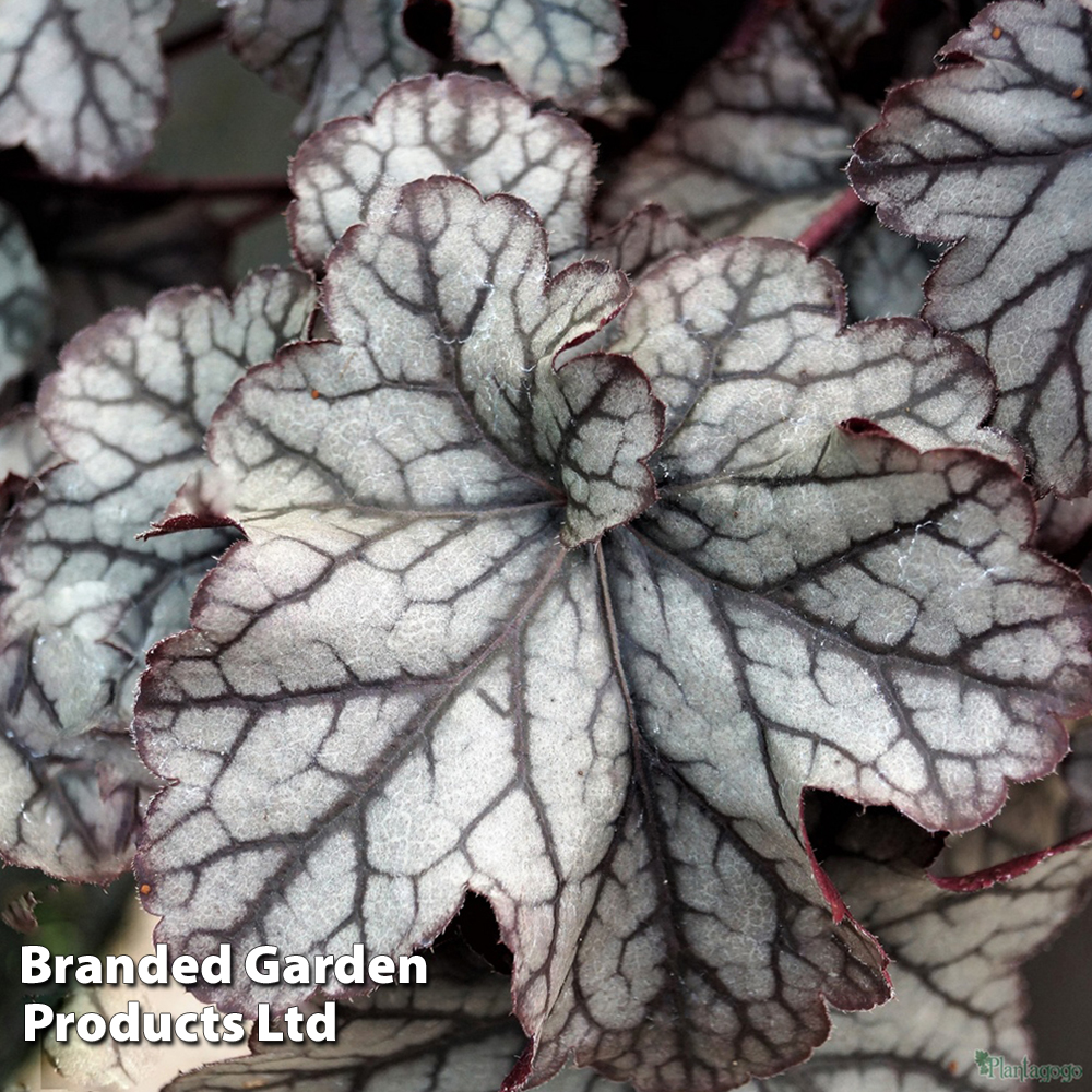 Heuchera 'Violet Shimmer' | Suttons