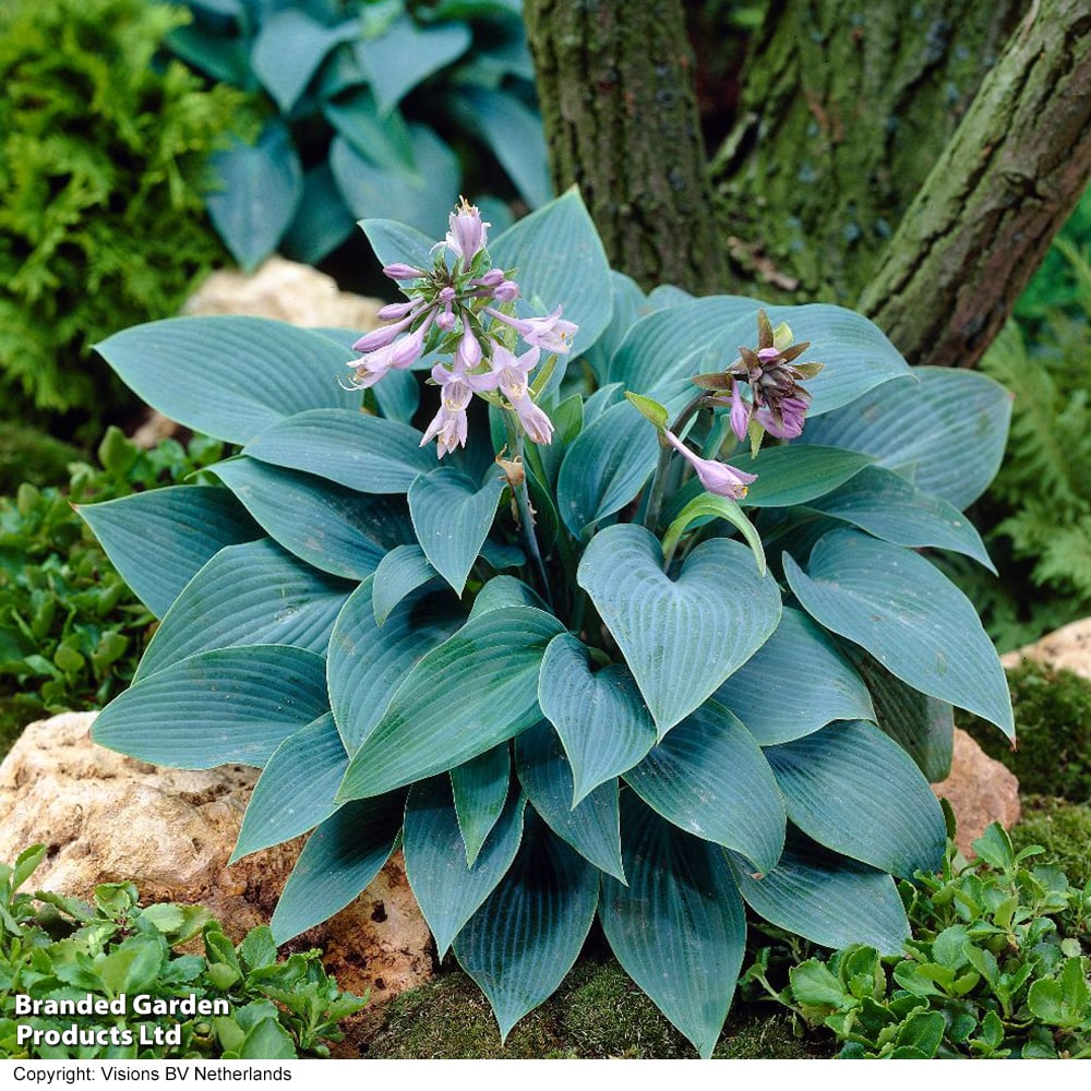 Hosta Snail Resistant Collection