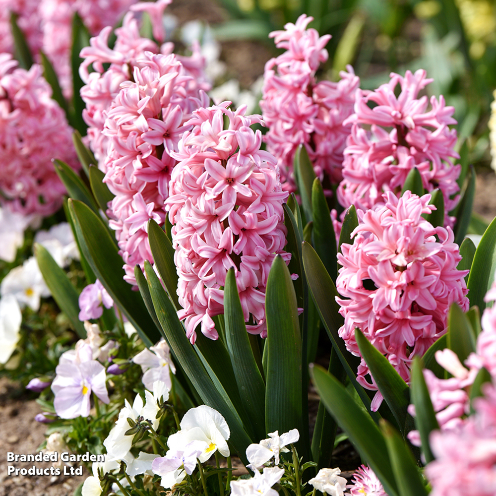 Hyacinth 'Pink Pearl' - Gift | Suttons