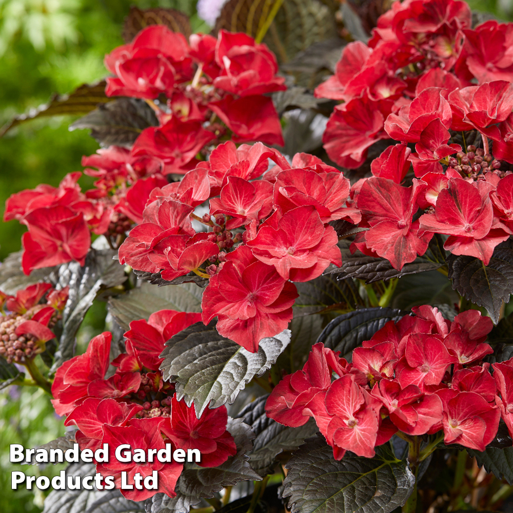 Hydrangea macrophylla x serrata 'After Midnight' | Suttons
