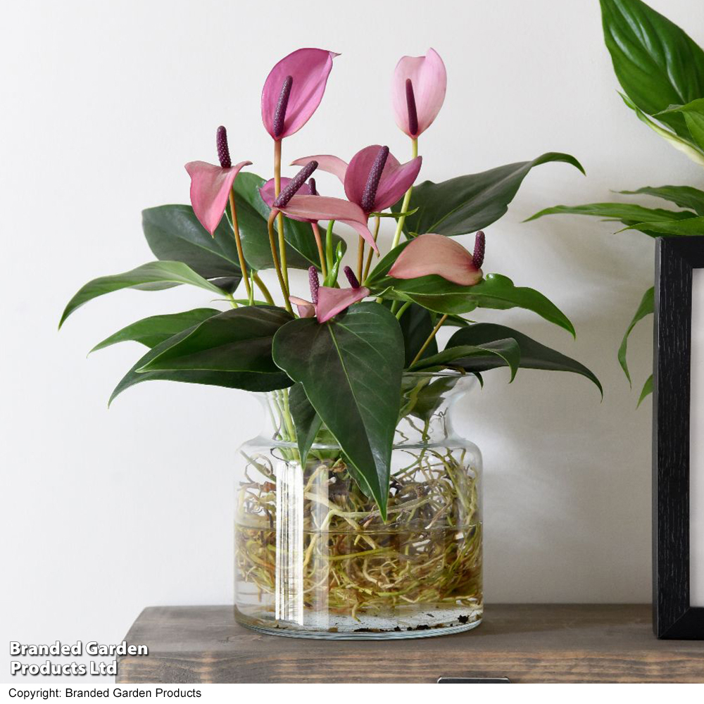 Anthurium Aqua - Gift | Suttons