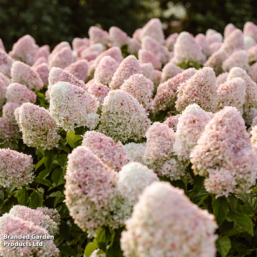 Hydrangea 'Living Candy Love'