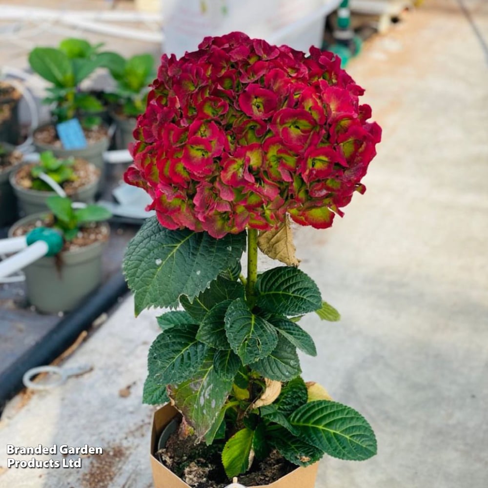 Hydrangea 'Giant Fusion' | Suttons