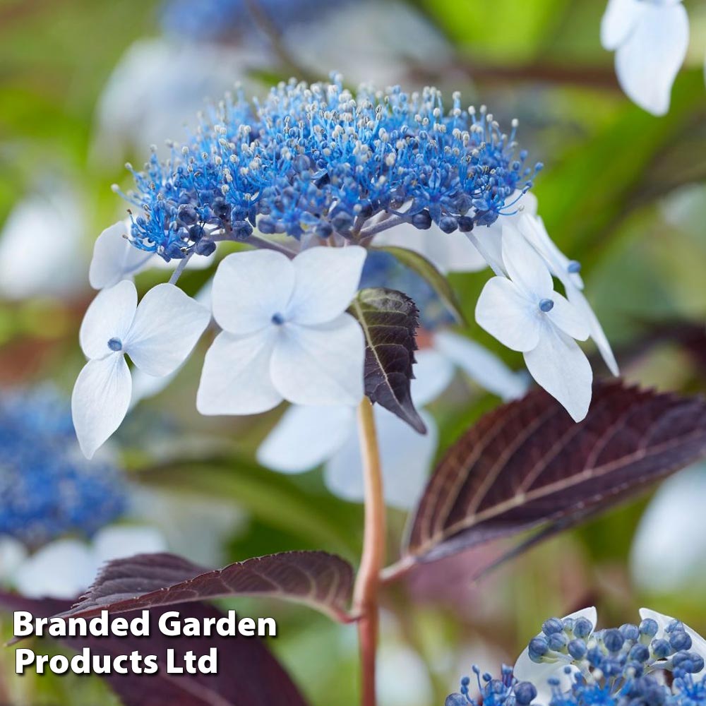 Hydrangea Serrata Plant - Hydrantea | Suttons