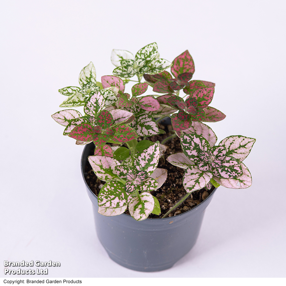 Hypoestes phyllostachya Mix