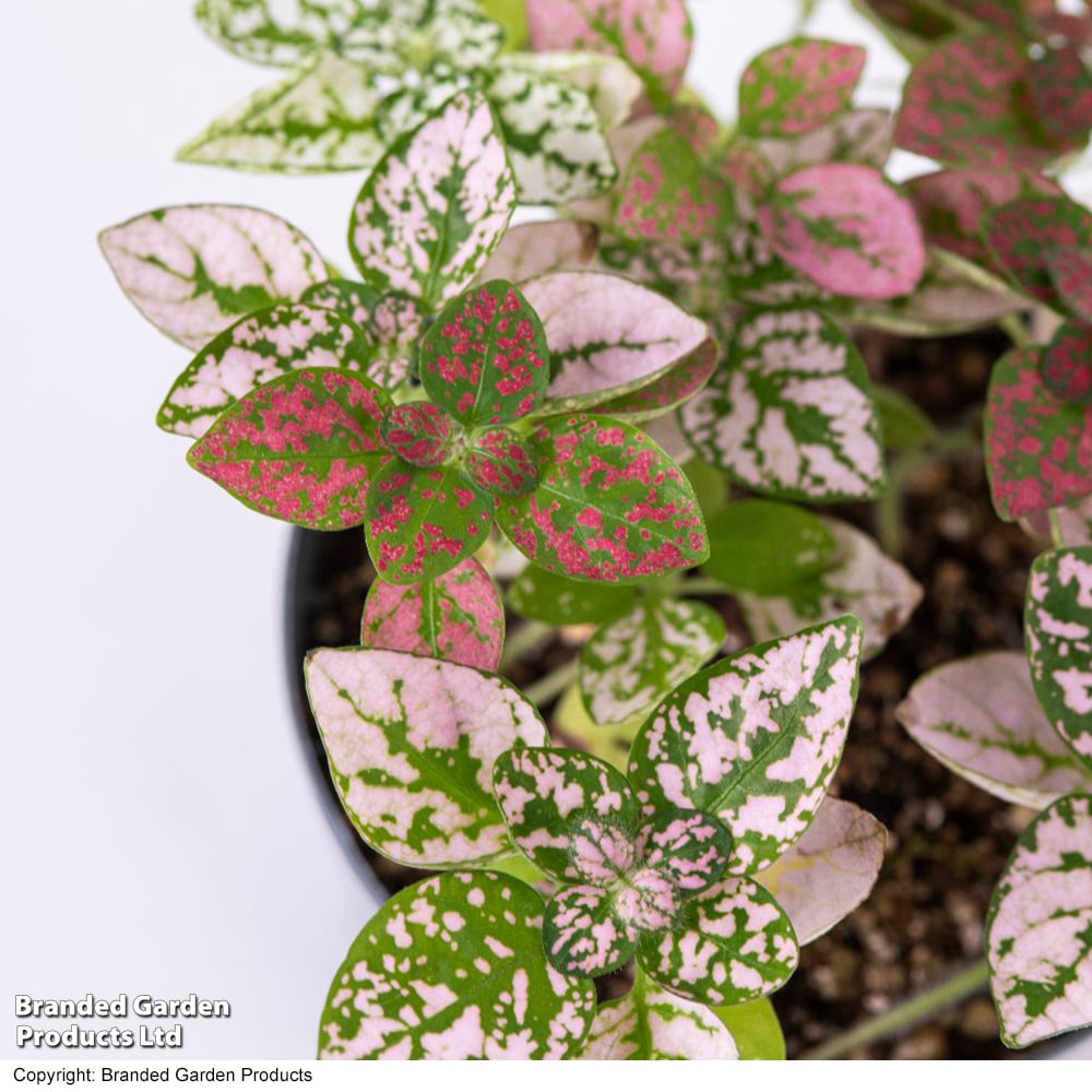 Hypoestes phyllostachya Mix