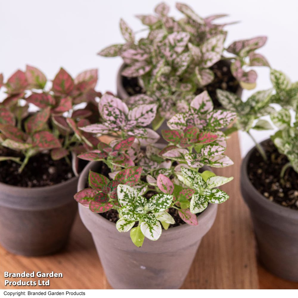 Hypoestes phyllostachya Mix