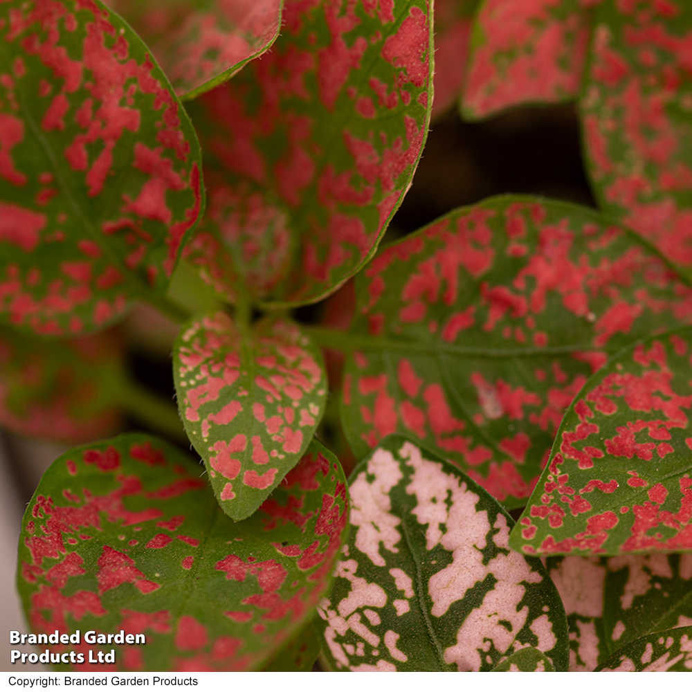 Hypoestes phyllostachya Mix