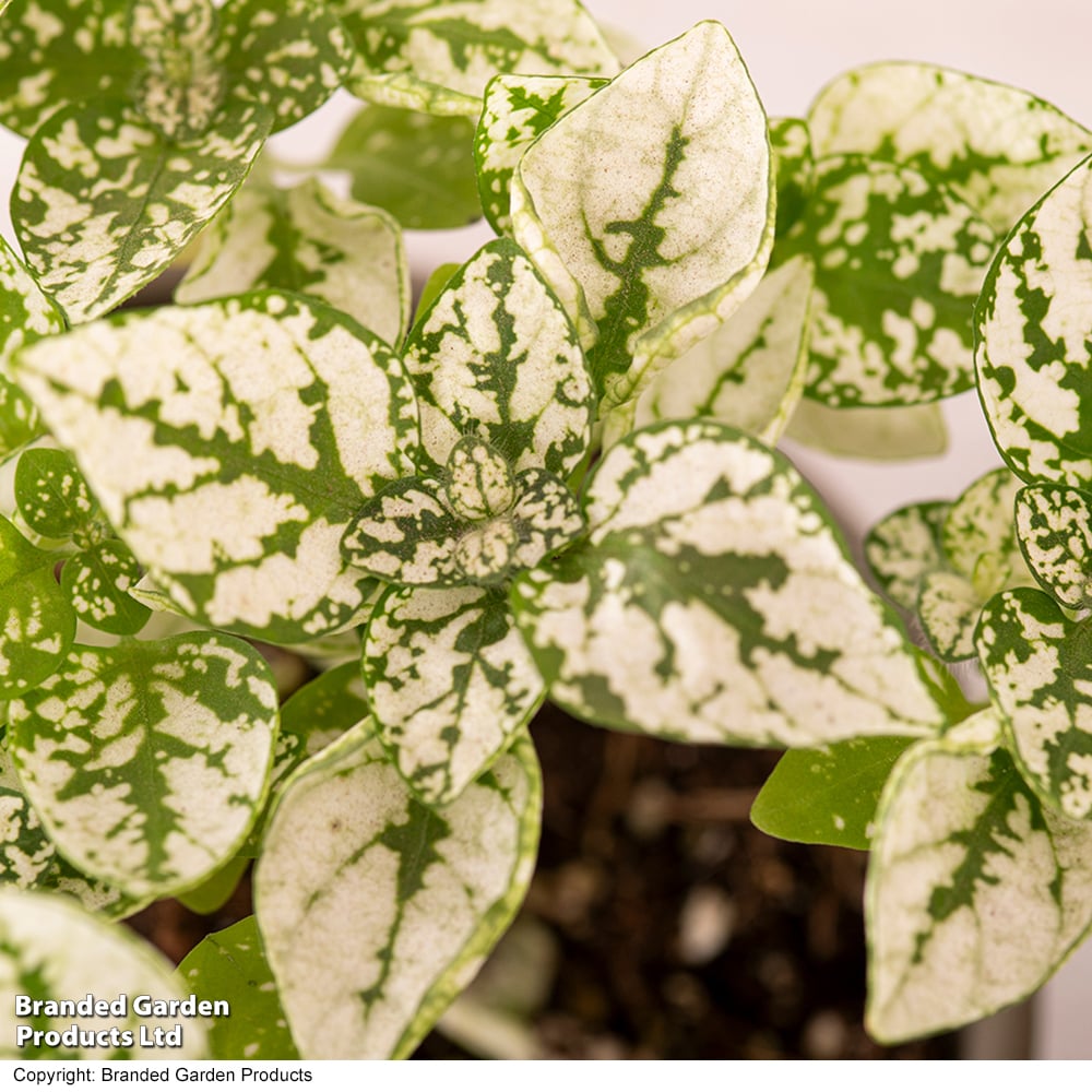 Hypoestes phyllostachya Mix