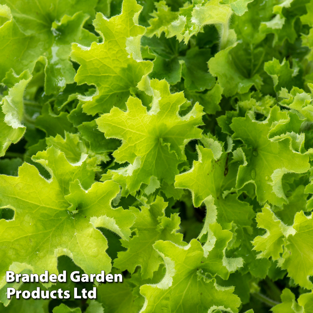 Heuchera 'Rex Lime' | Suttons