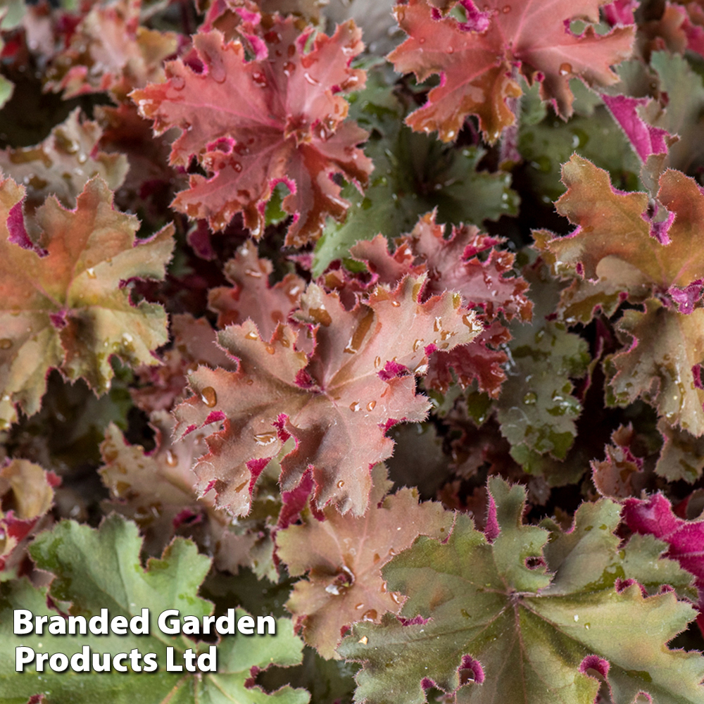 Heuchera 'Rex Red' | Suttons