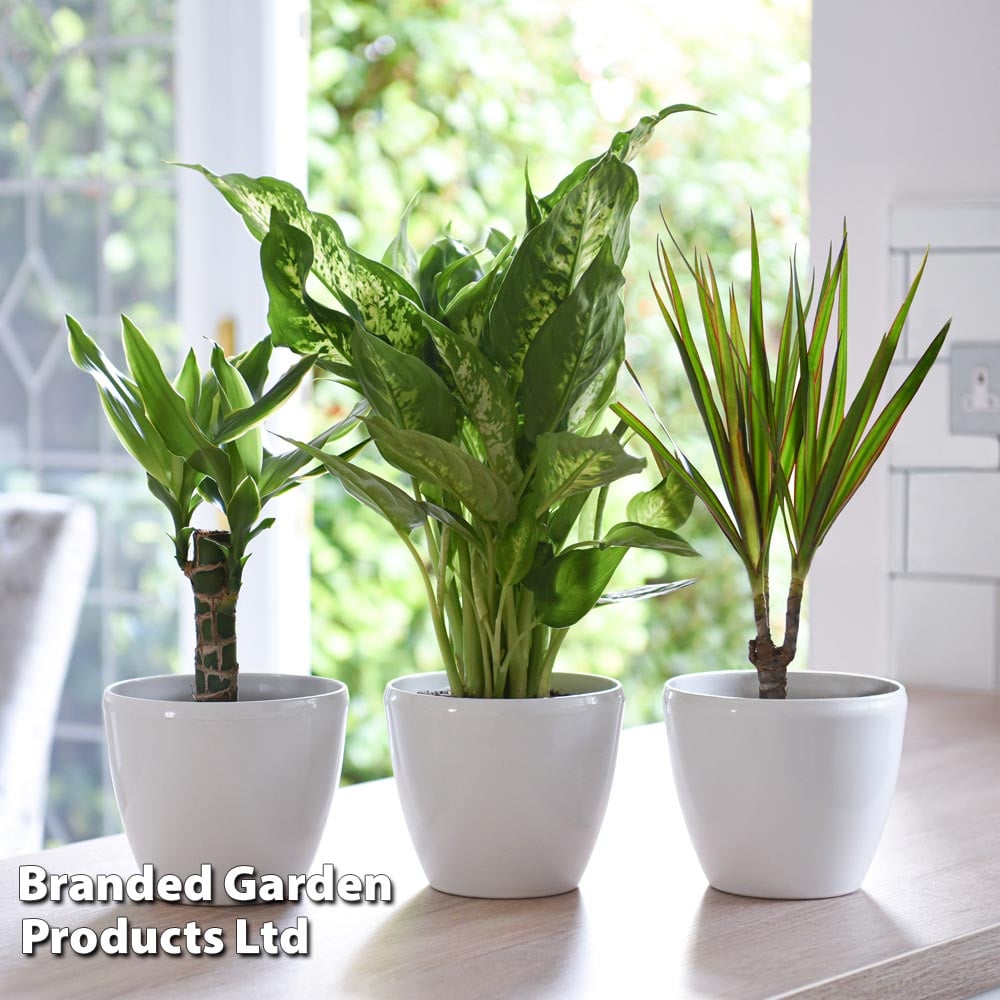Green Houseplants Trio (House plant) | Suttons