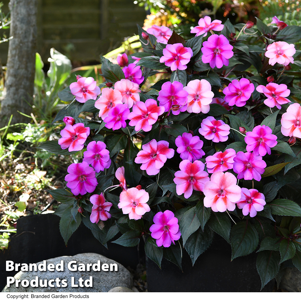 Sunpatiens 'Candy Duo' | Suttons