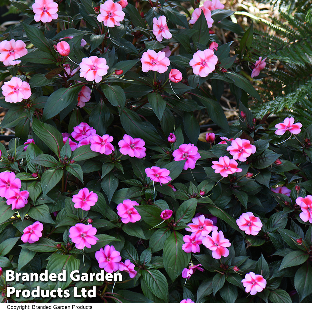 Sunpatiens 'Candy Duo' | Suttons