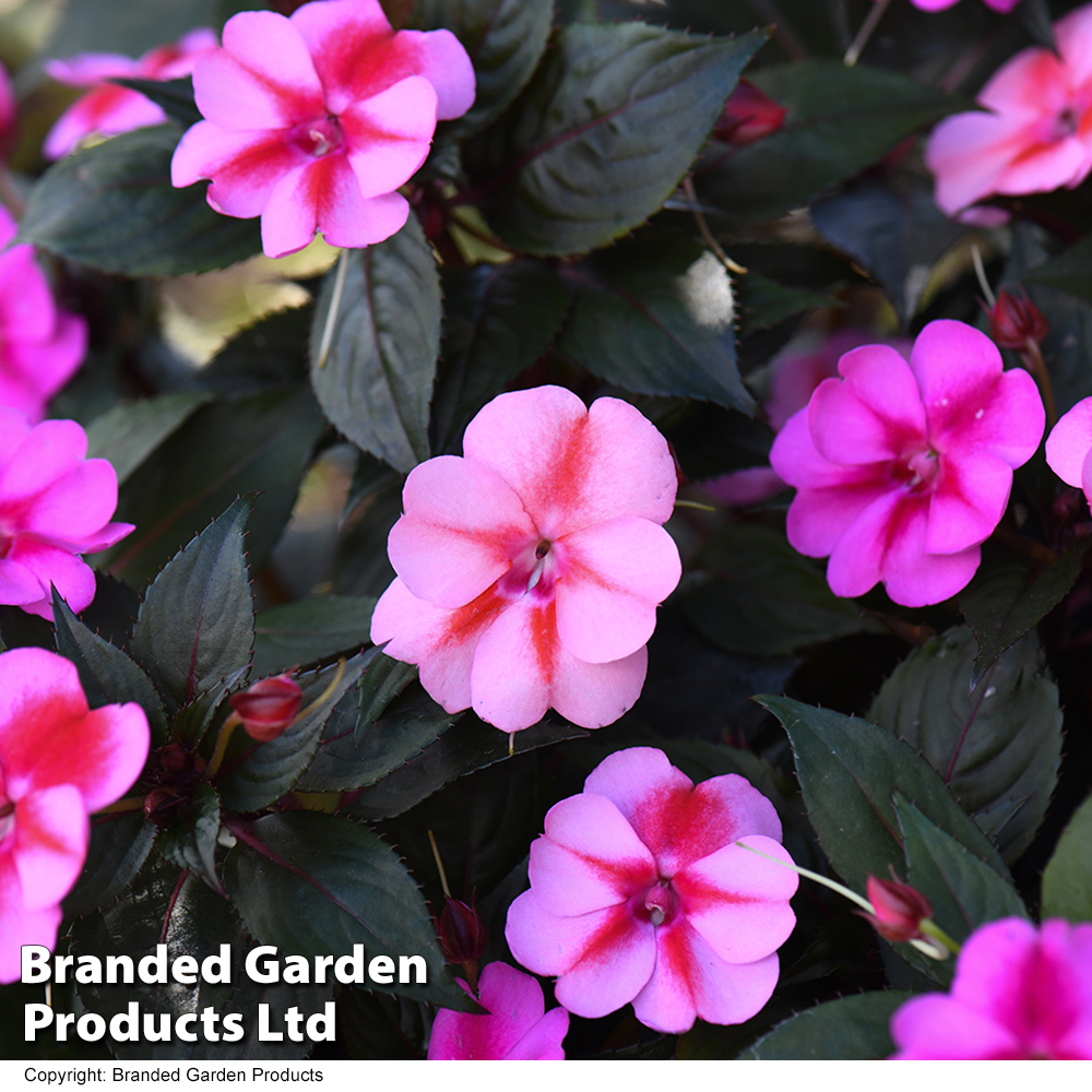 Sunpatiens 'Candy Duo' | Suttons