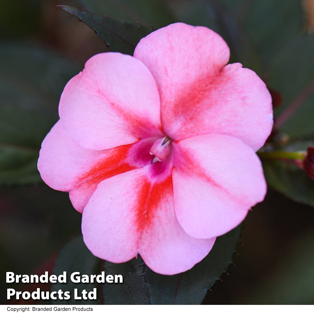 Sunpatiens 'Candy Red' | Suttons