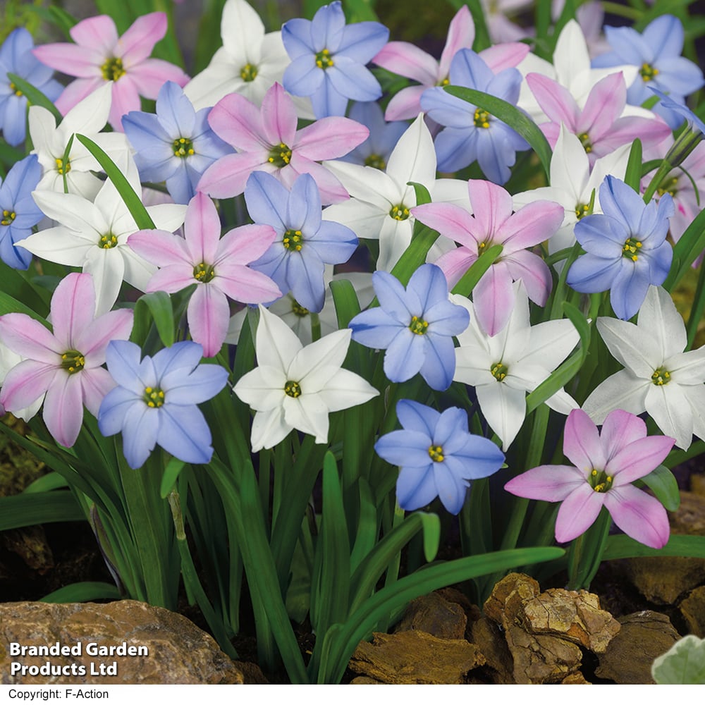 Spring Light Bulb Bundle