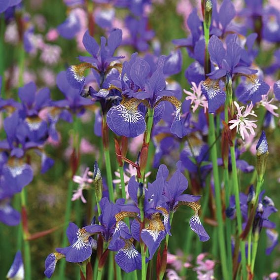 Iris sibirica 'Tropic Night' | Suttons