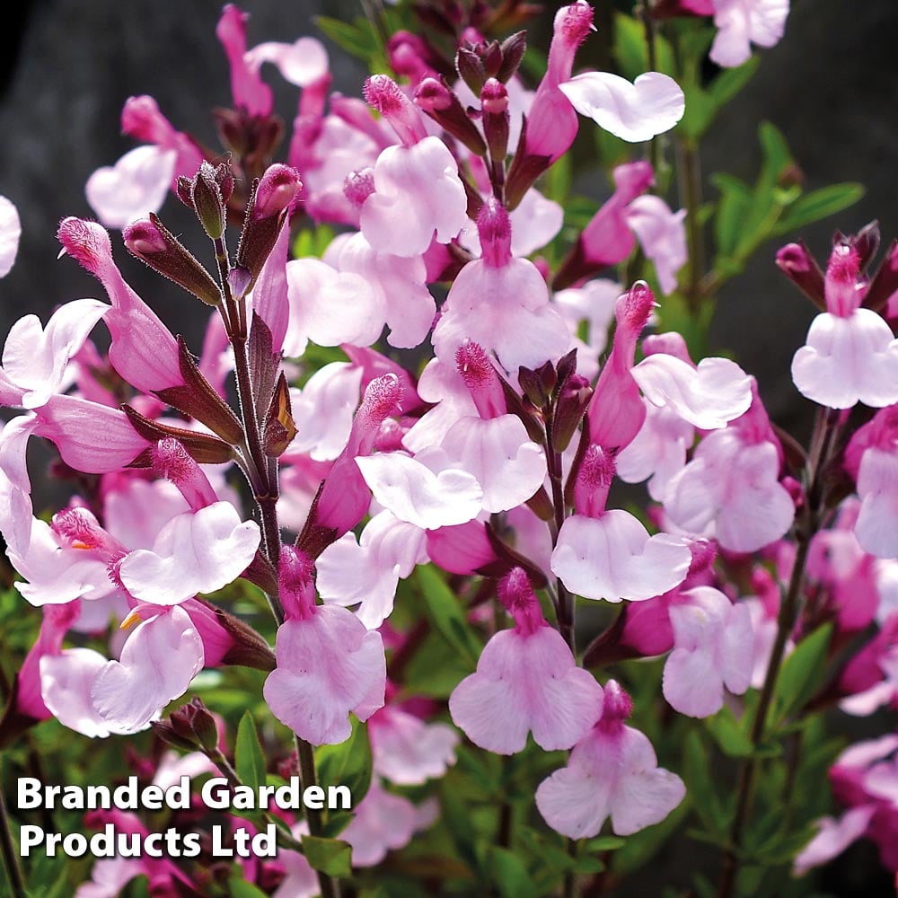 Salvia 'Dyson's Joy' | Suttons